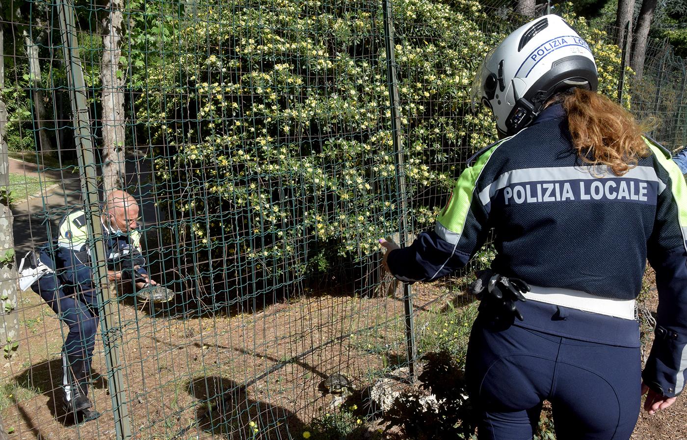 Bari, tartarughe in fuga da Parco Due Giugno: salvate dai vigili urbani ...