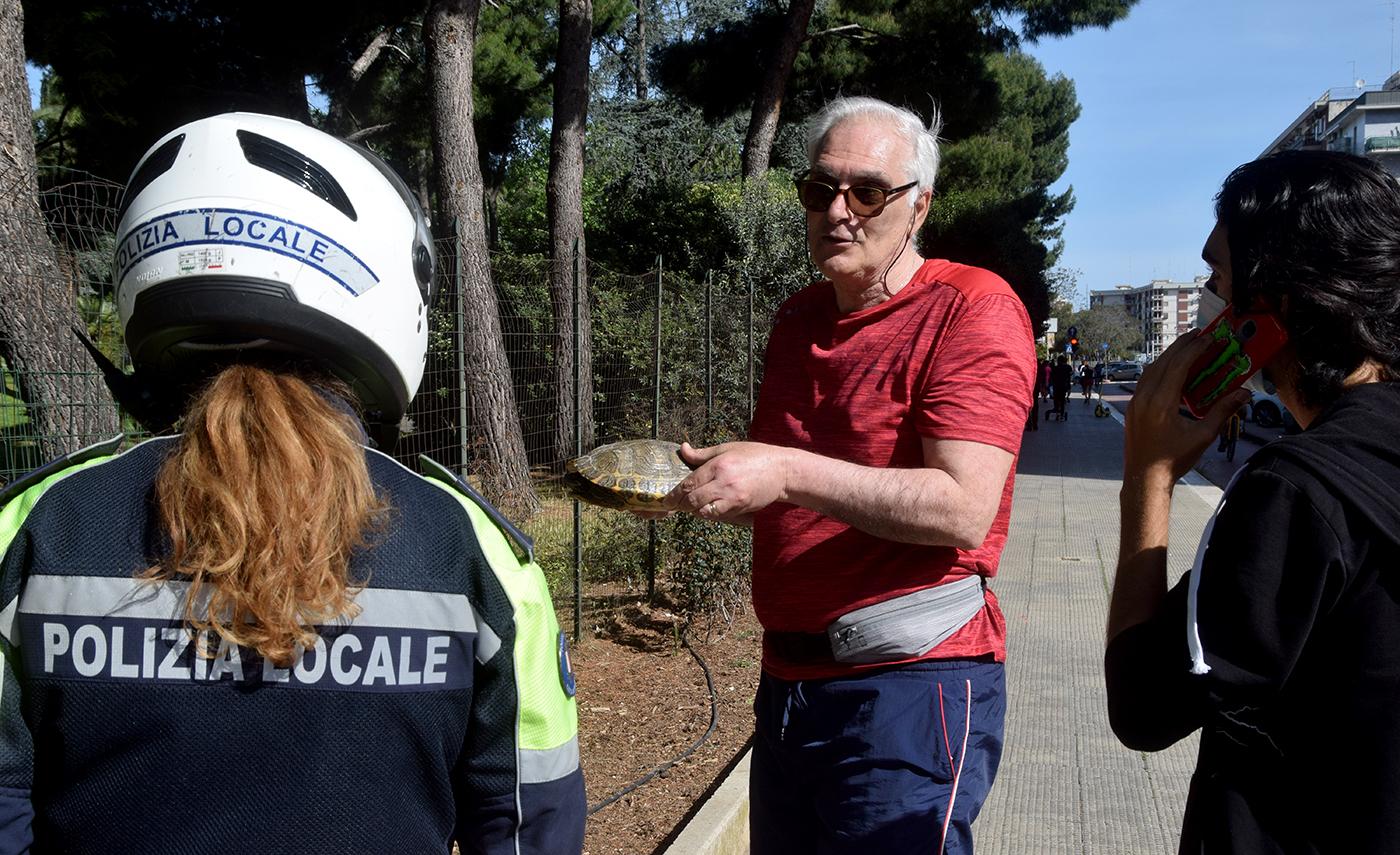 Bari, tartarughe in fuga da Parco Due Giugno: salvate dai vigili urbani ...