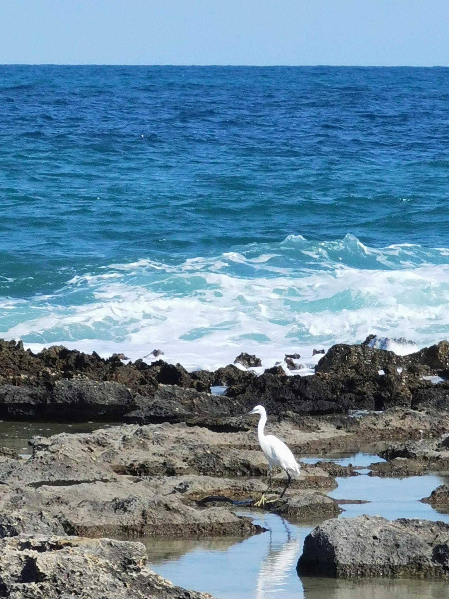 Bari costa Sud, sul mare volteggia una coppia di aironi bianchi - Foto ...