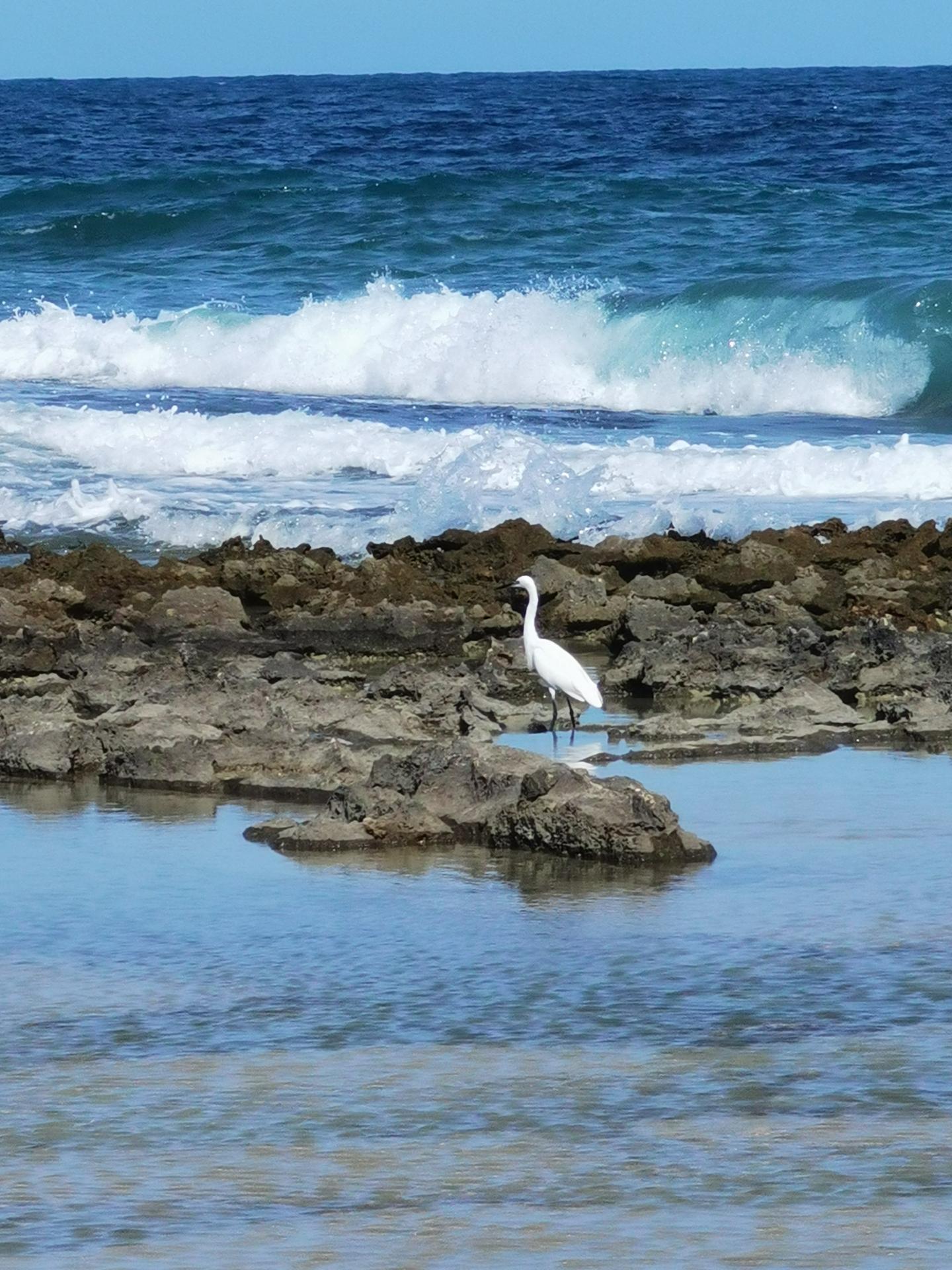 Bari costa Sud, sul mare volteggia una coppia di aironi bianchi - Foto ...