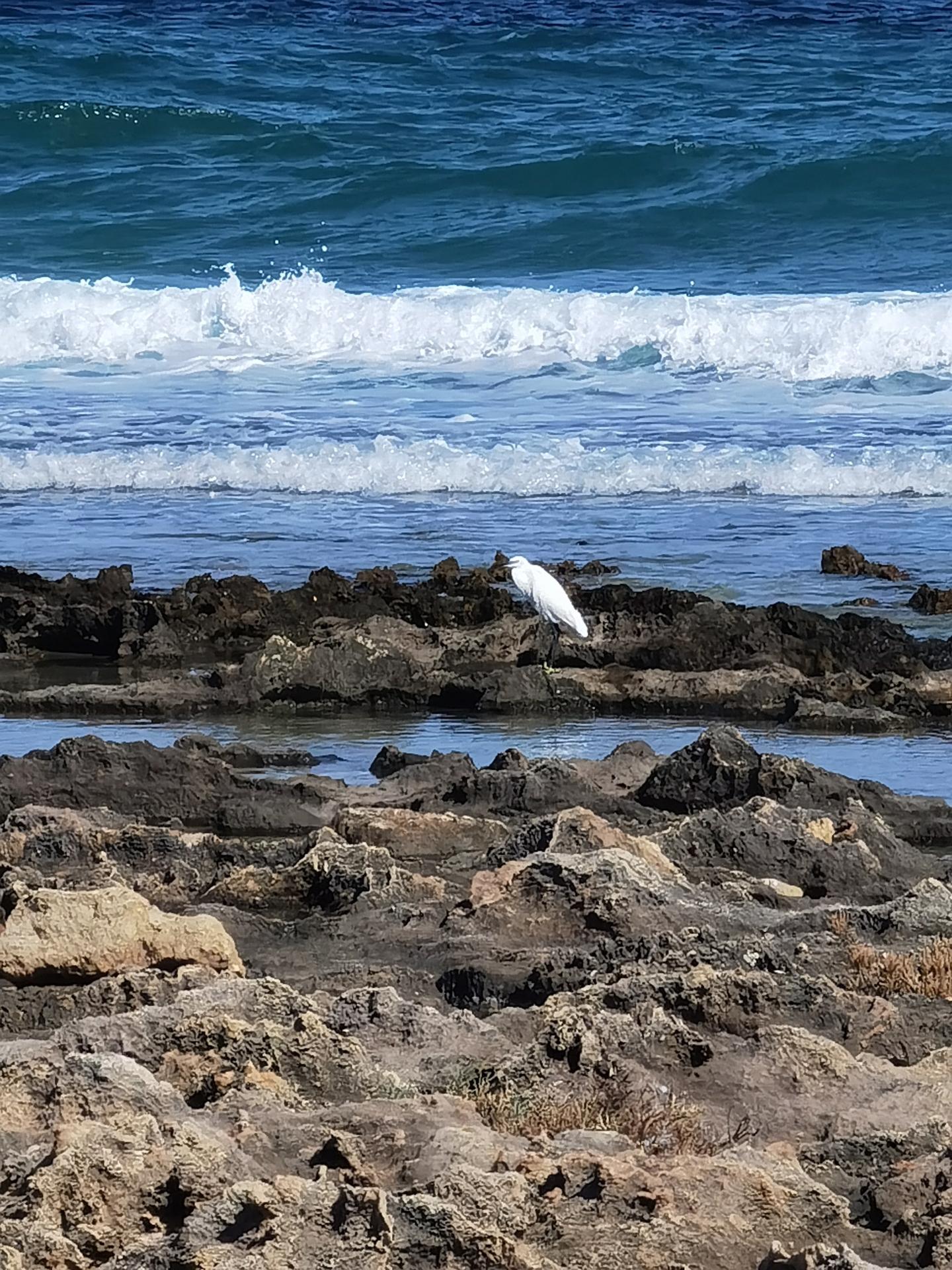 Bari costa Sud, sul mare volteggia una coppia di aironi bianchi - Foto ...