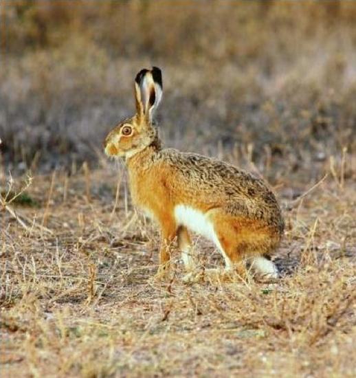 Parco del Gargano a rischio la lepre italica «Troppe lepri europee ...