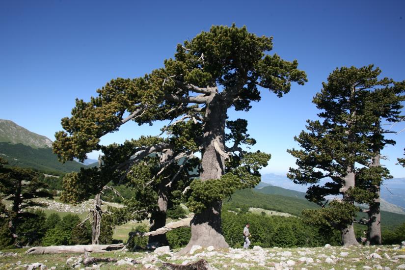 Nel Parco del Pollino c'è il pino Italus, l'albero più antico d'Europa ...