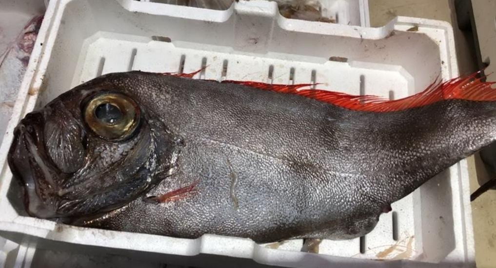 Bari, allarme pesci alieni, invasione in atto: migrate quasi 200 specie ...