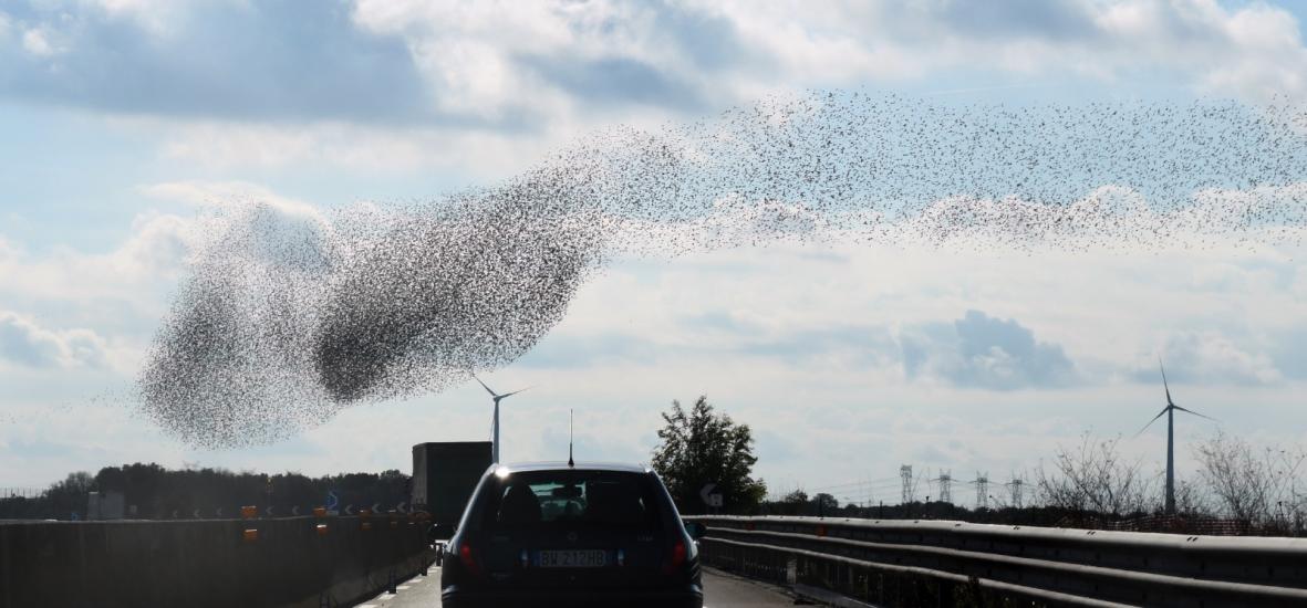 Ostuni, uno stormo di uccelli disegna coreografie in volo - La Gazzetta ...