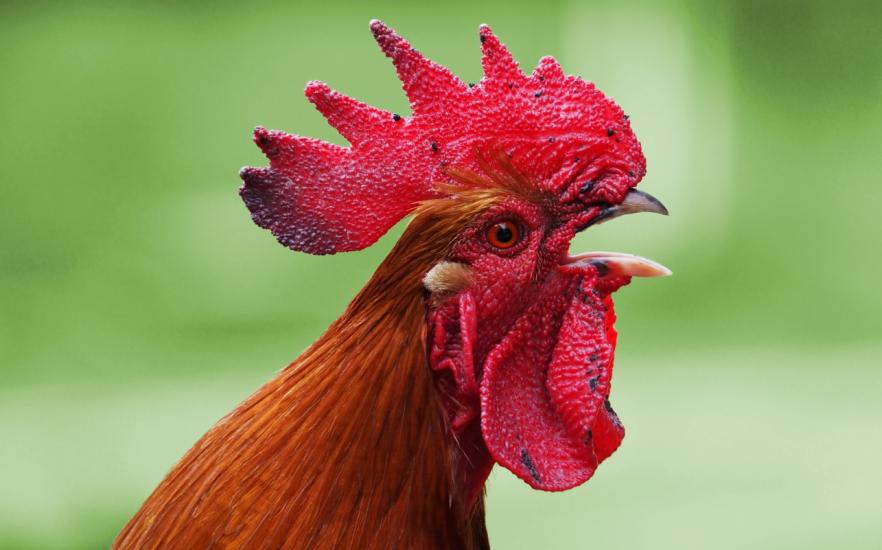 Il «galluccio» alla foggiana, piatto tradizionale del Ferragosto - La ...