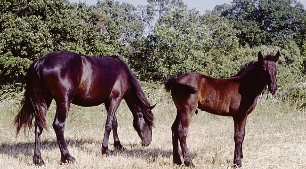 Il mulo martinese e il «Bardotto» conquistano la dignità anagrafica ...
