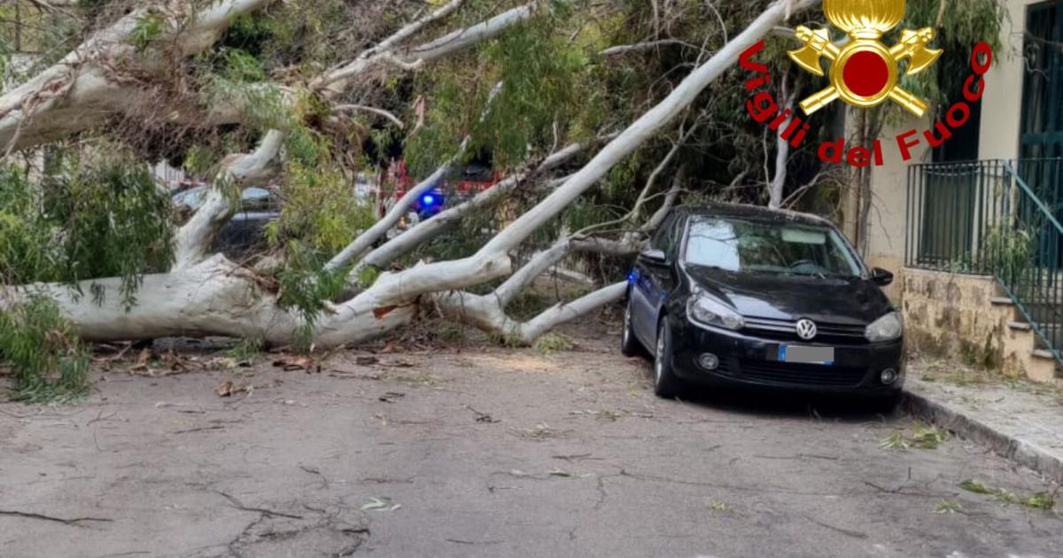 Puglia nella morsa del vento: a Lecce un albero si abbatte su un'auto - La Gazzetta del Mezzogiorno
