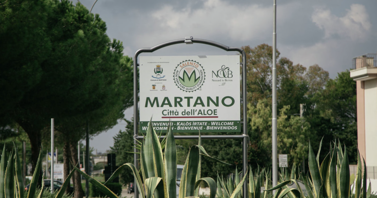 Martano patria dell’aloe: l’intuizione di Scordari - La Gazzetta del ...