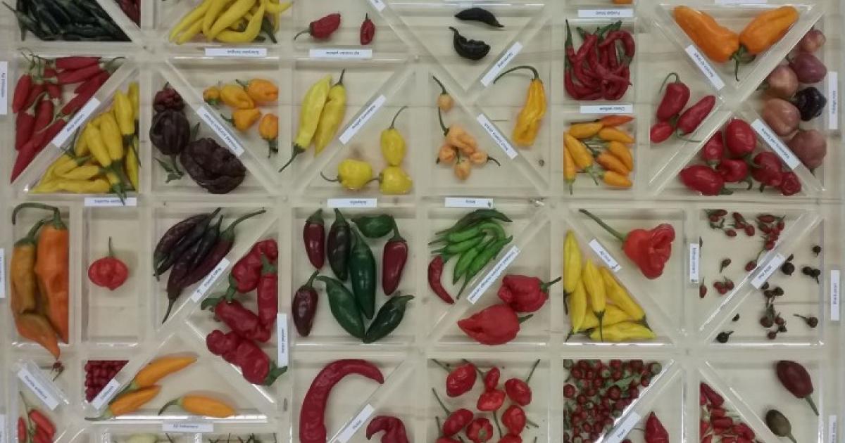 Dalla Puglia un libro sulle «pillole» di agro biodiversità degli ...