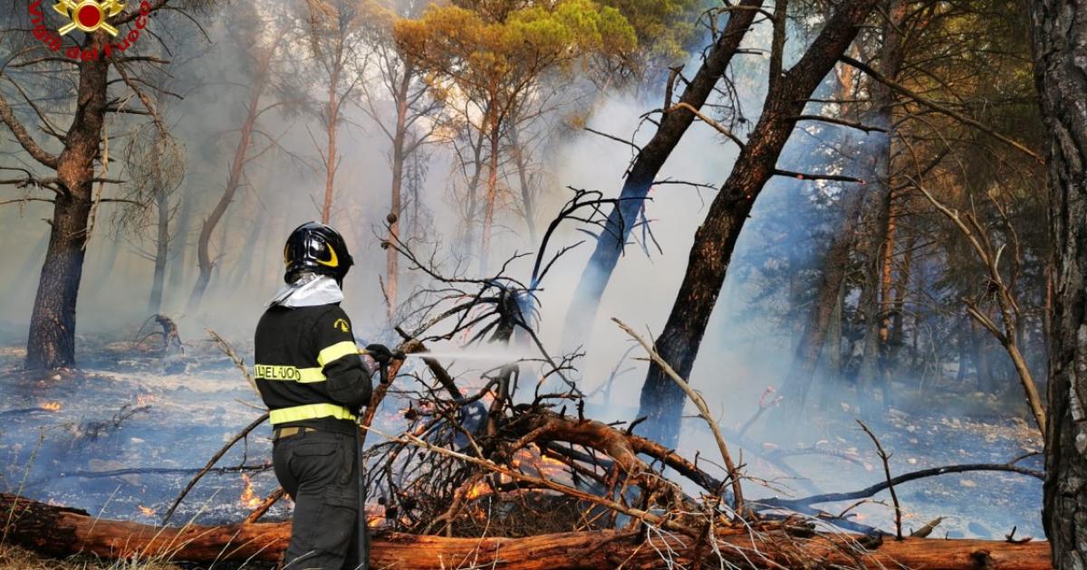 Incendio distrugge boschi e pascoli per 11 ettari tra Gravina e Altamura: domato dai vigili del ...