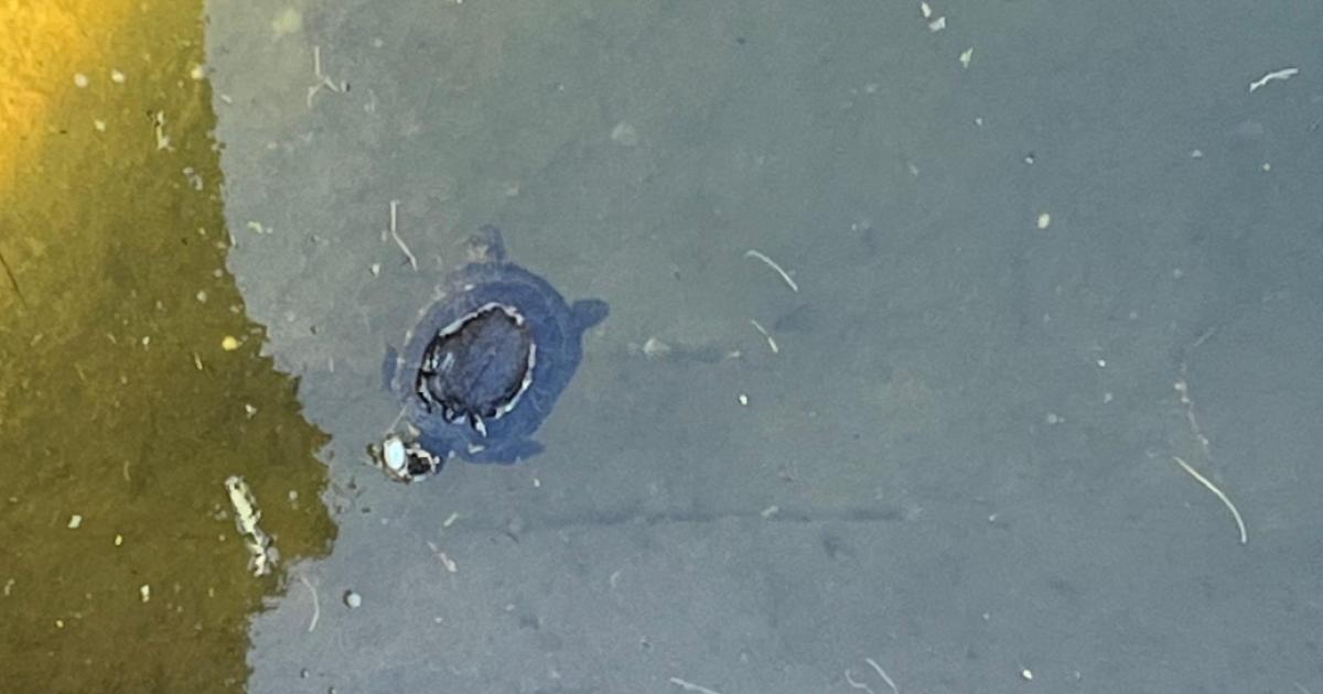 Bari, degrado a parco due Giugno: nel laghetto galleggiano tartarughe ...