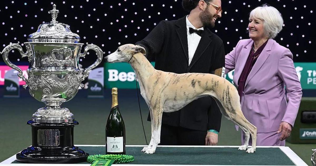 Miuccia regina d'Inghilterra: il cane più bello del mondo è un levriero ...