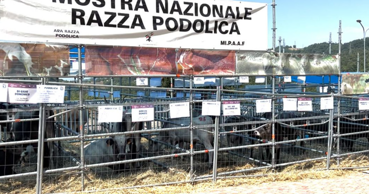 Nemoli, inaugurata la mostra nazionale dei bovini di razza «podolica ...