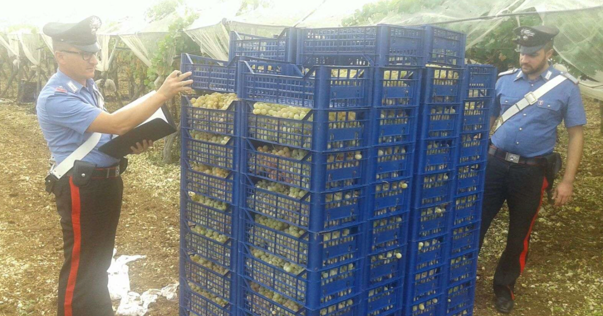 Furti di uva nelle campagne pugliesi: «Serve un presidio interforze ...