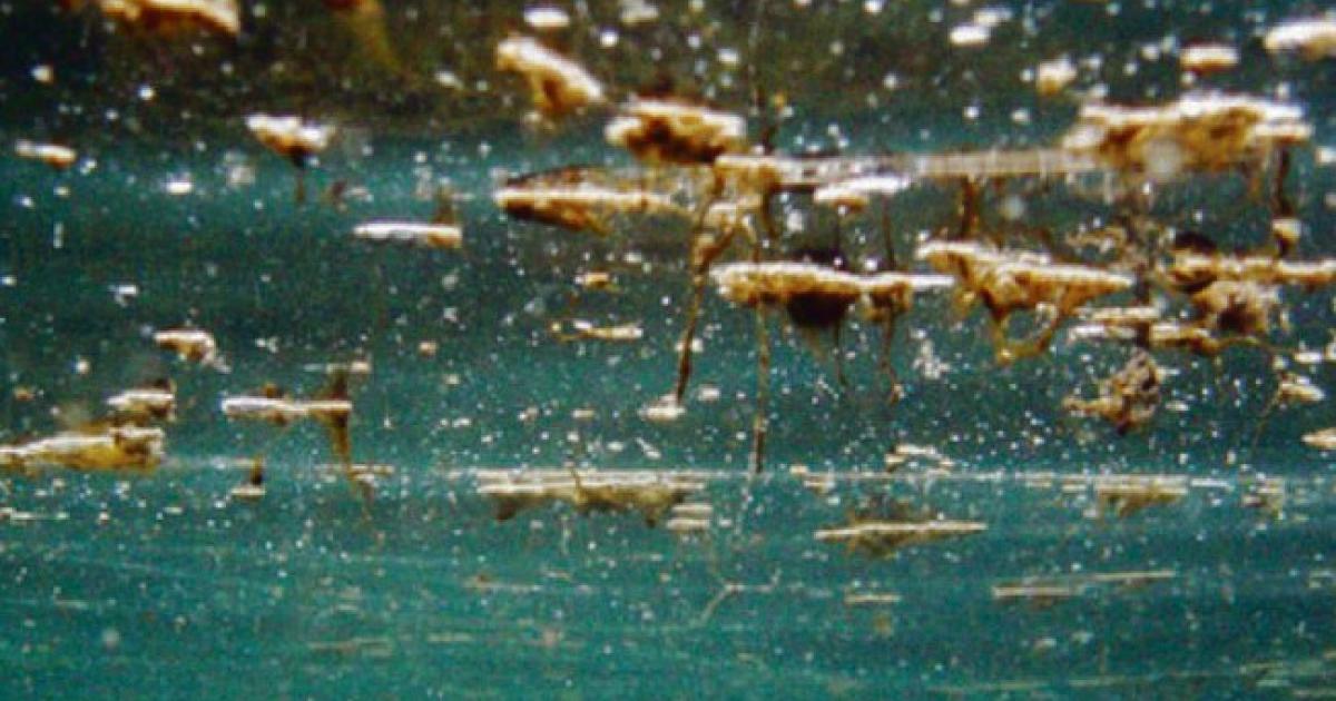 Puglia, torna l'alga tossica: bandiere rosse a Bisceglie e Porto ...