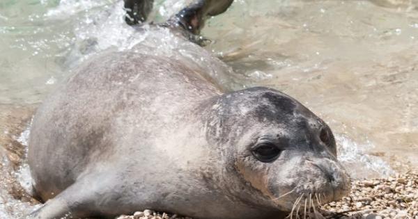 Studio dell'università Bicocca: la foca monaca nuota anche tra golfo di ...