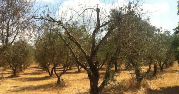 Dieci anni di Xylella: come trasformare il dramma in opportunità ...