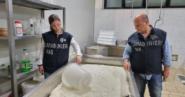 Andria, scoperto un caseificio abusivo con 64 chili di mozzarella tra ...