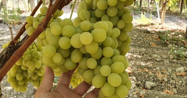 Cerignola, in un terreno confiscata alla mafia nasce una vigna: il ...