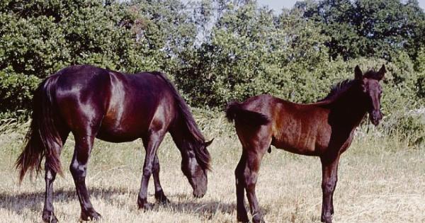 Il mulo martinese e il «Bardotto» conquistano la dignità anagrafica ...
