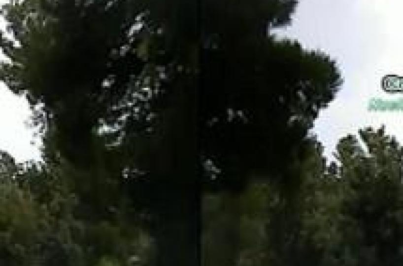 Denunciato piromane boschi Gargano - Gazzetta del Mezzogiorno