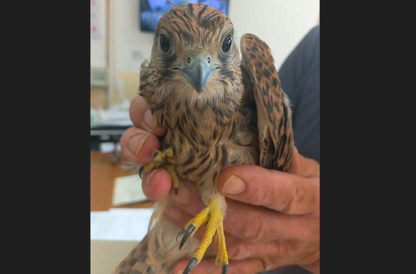 Bari, al San Paolo recuperato falchetto che non riusciva più a volare ...