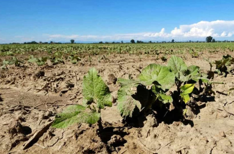 Bari, con «Parco agrisolare» fondi per la svolta green senza consumare suolo - La Gazzetta del ...
